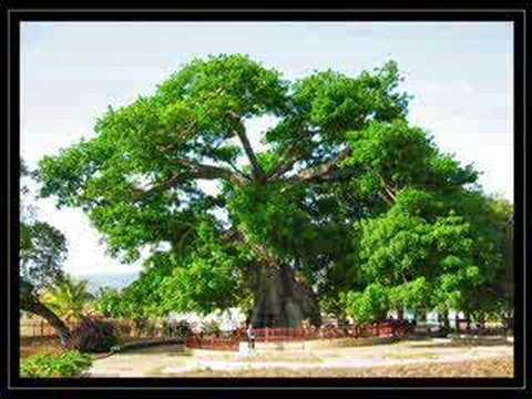 ceiba tree - YouTube