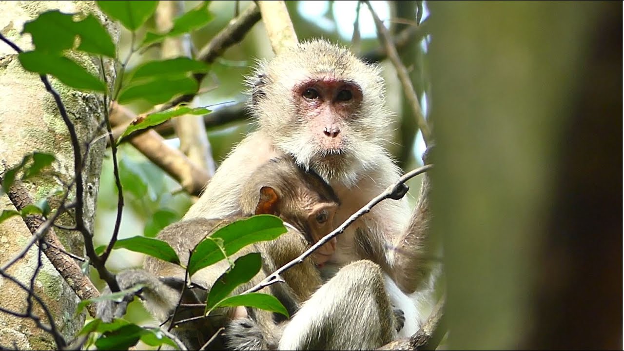 Really Want to Help Feed Old Female Monkey With Her Baby Girl But Hard ...