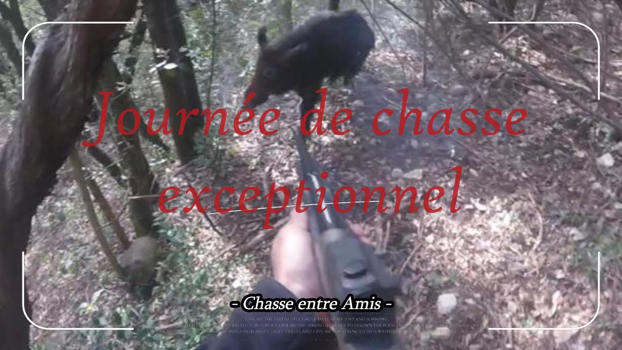 Chasse au sanglier dans le Gard - YouTube