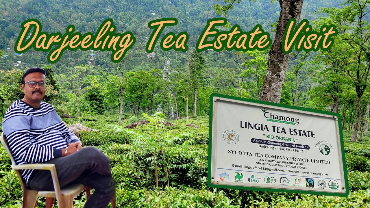 Tea processing Factory II Lingia Tea Estate II Darjeeling tea factory ...