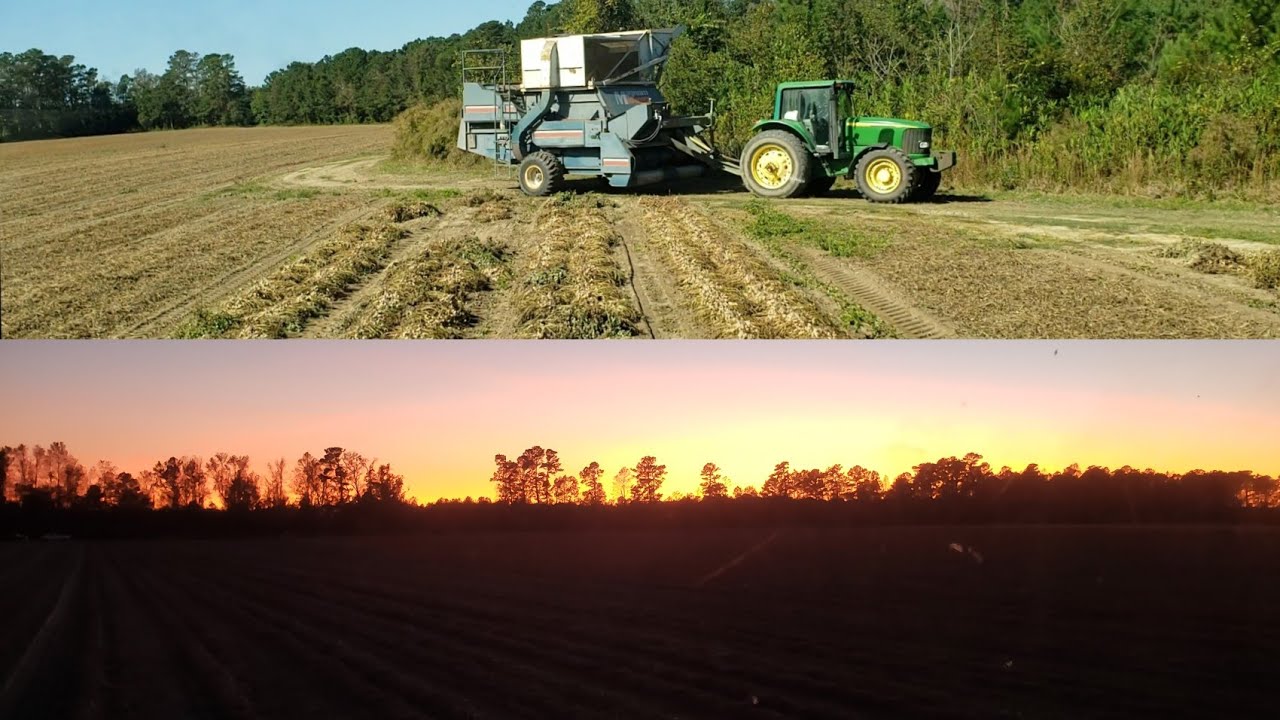 Let's Go Back To The Peanut Field On 2020 Election Day! || Today Was A ...