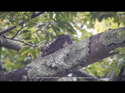 Short-tailed Nighthawk in Sao Paulo Botanical garden- Brazil 26 10 2018 ...