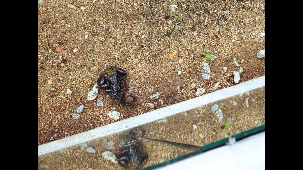 Cameron Highlands - Insect Farm(昆虫园) - YouTube