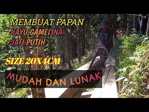 Rajang Kayu Gamelina||sthil070 - YouTube