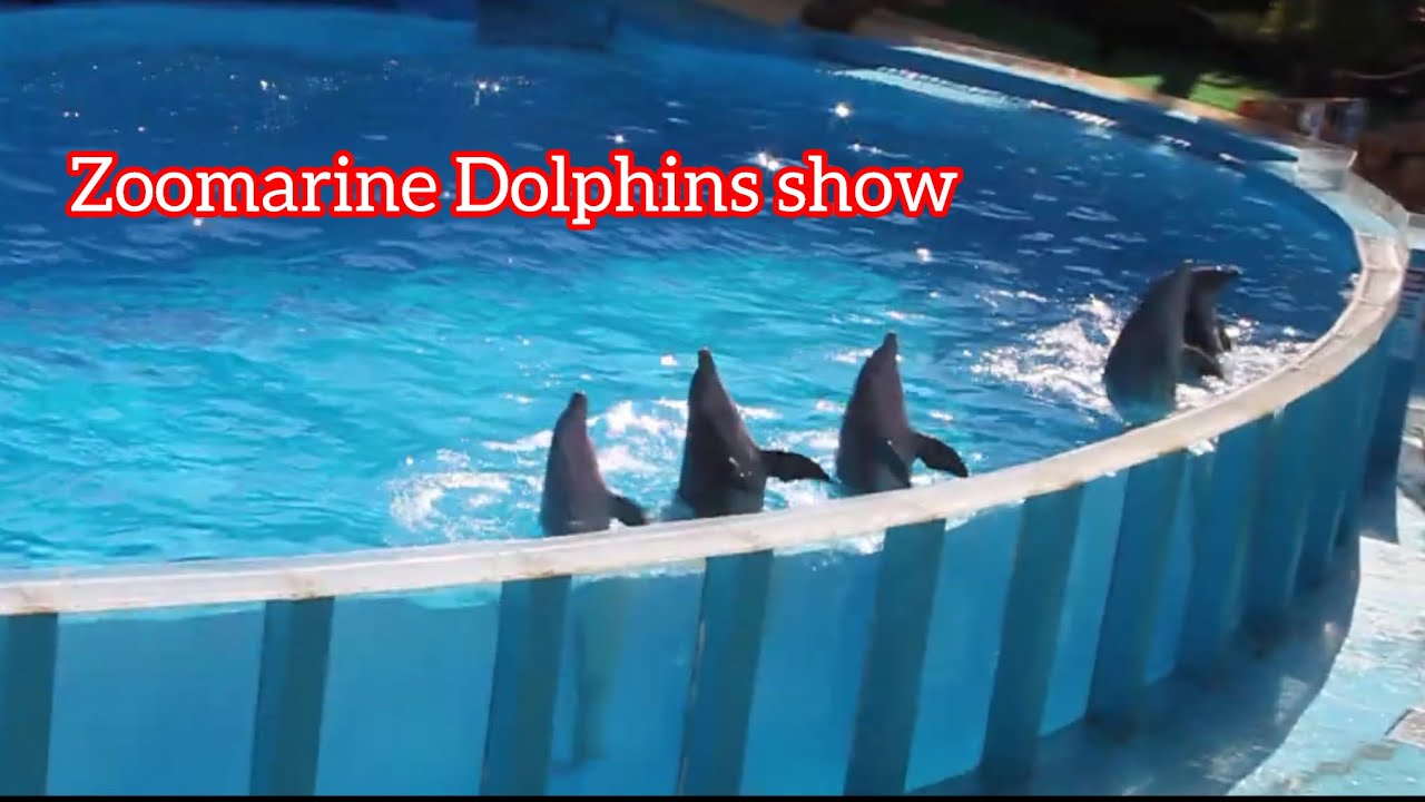 ZooMarine Dolphins show | dolphins Zoomarine emotions| Portugal | - YouTube