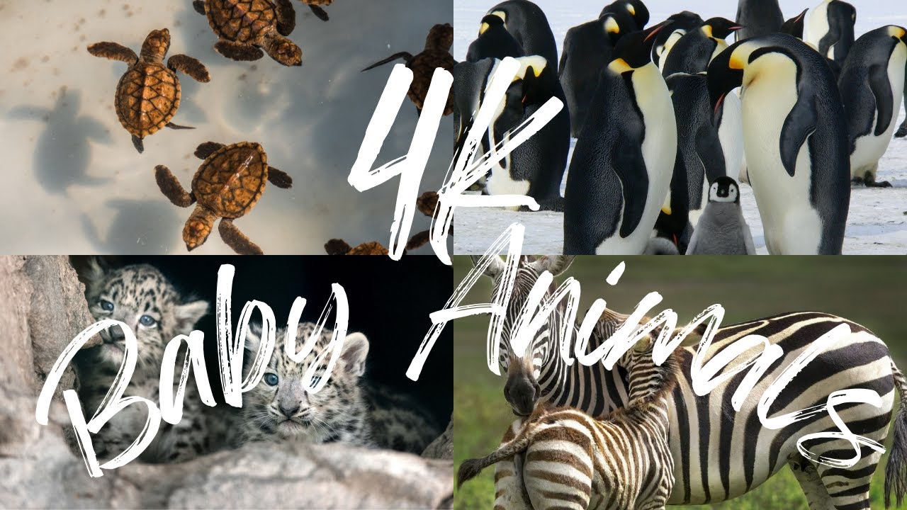 Baby Animals in 4K | Adorable Scenes with Relaxation Music for Peaceful ...