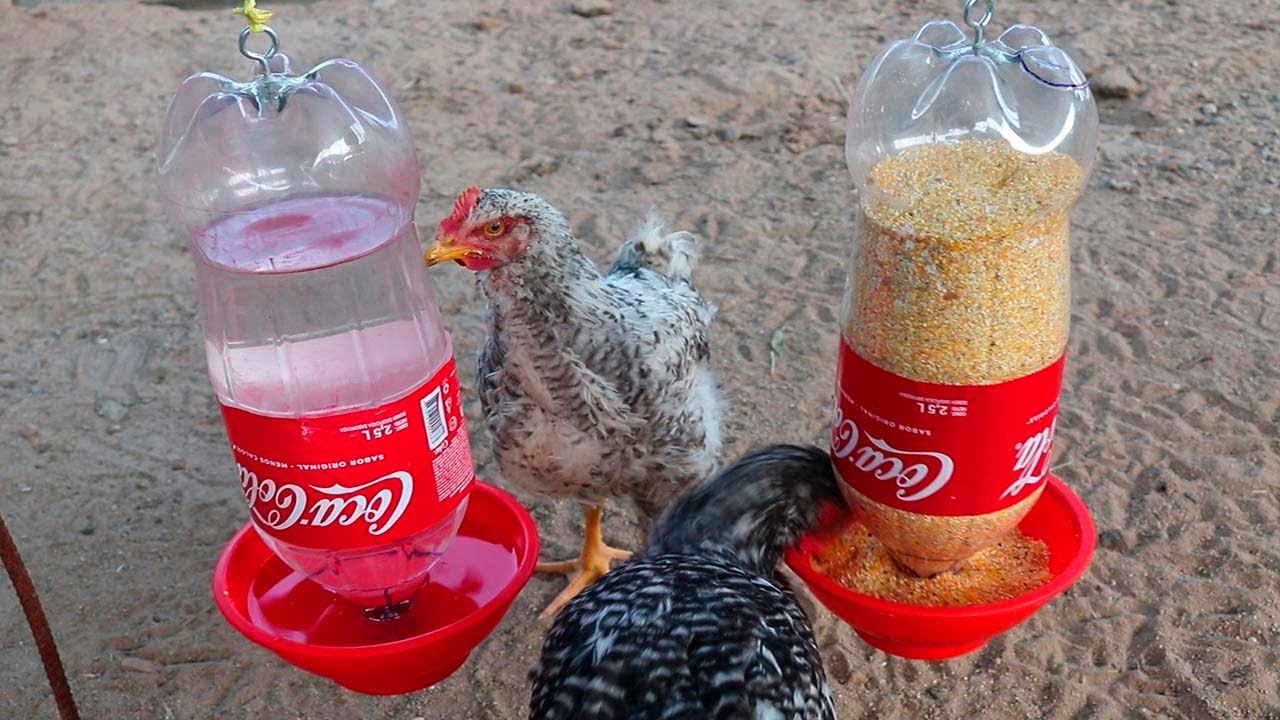 como hacer comedero y bebedero para gallinas, gallos, pollos y pollitos ...