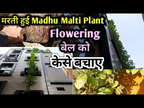 Dying Madhu Malti Plant care | Madhu malti plant repotting | New look ...