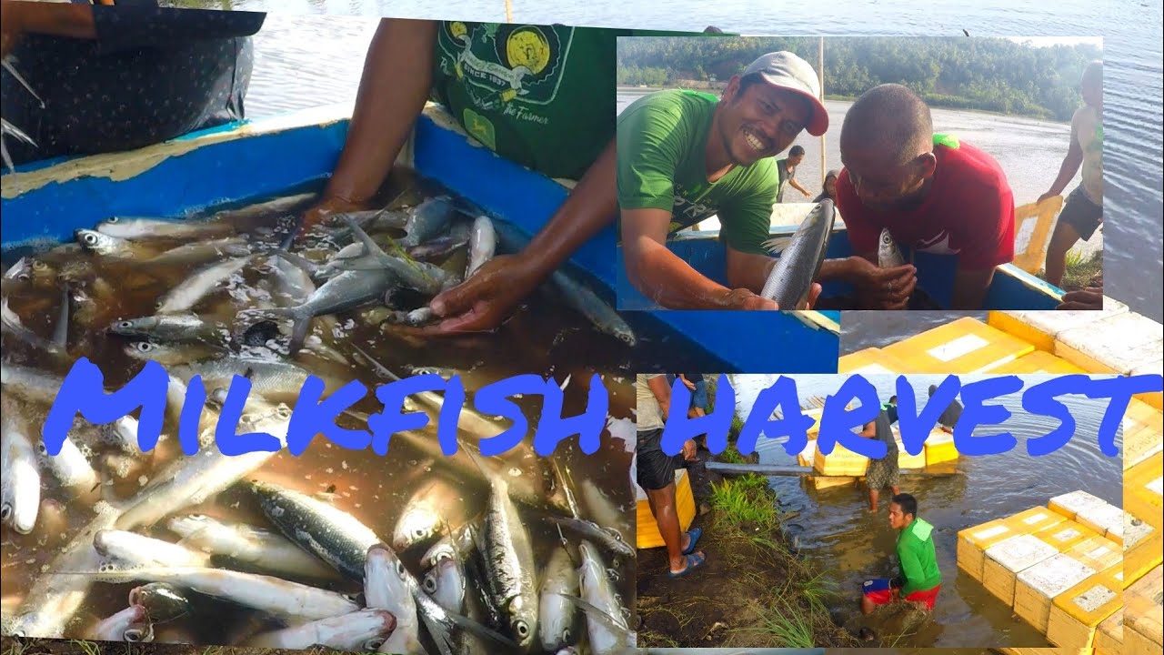Fishpond Harvest- thousands of milkfish harvested #harvest #bangus ...