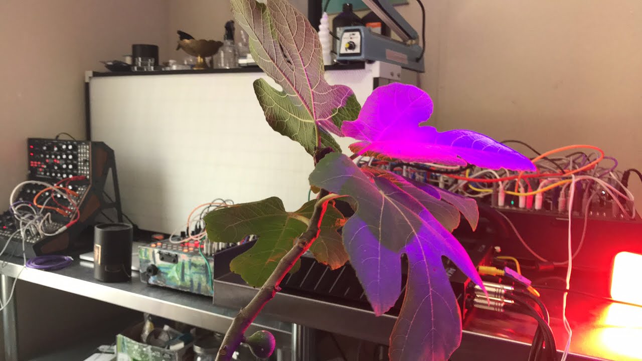 Live Fig Meditation Patch: Connect with Gaia Plants Talking - YouTube