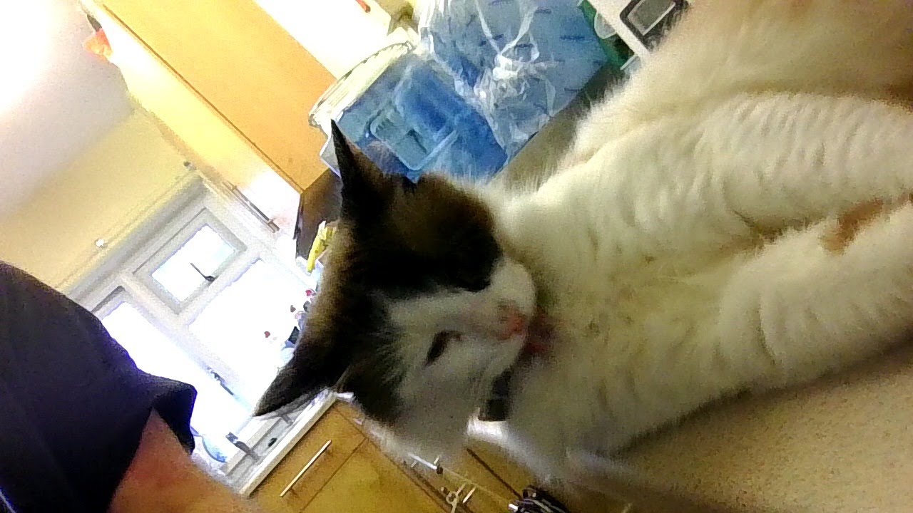 THX ultimate home cinema yamaha audio cat holics - YouTube