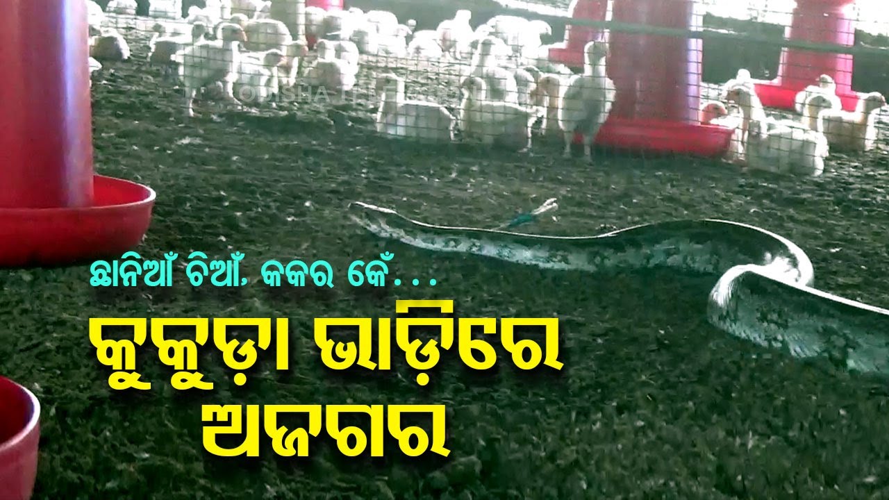 8-feet-long python rescued from poultry farm in Baripada - YouTube