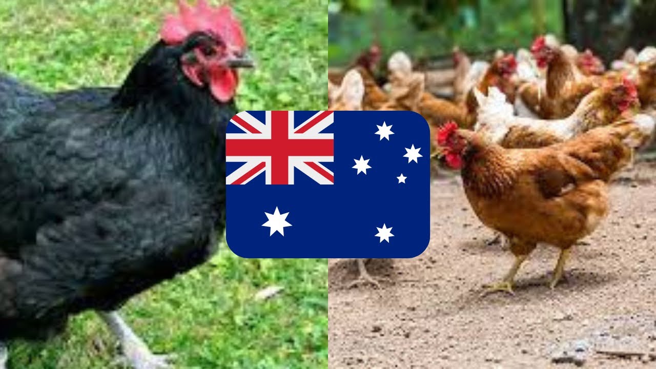 TOP 5 Chicken Breeds in Australia! - YouTube
