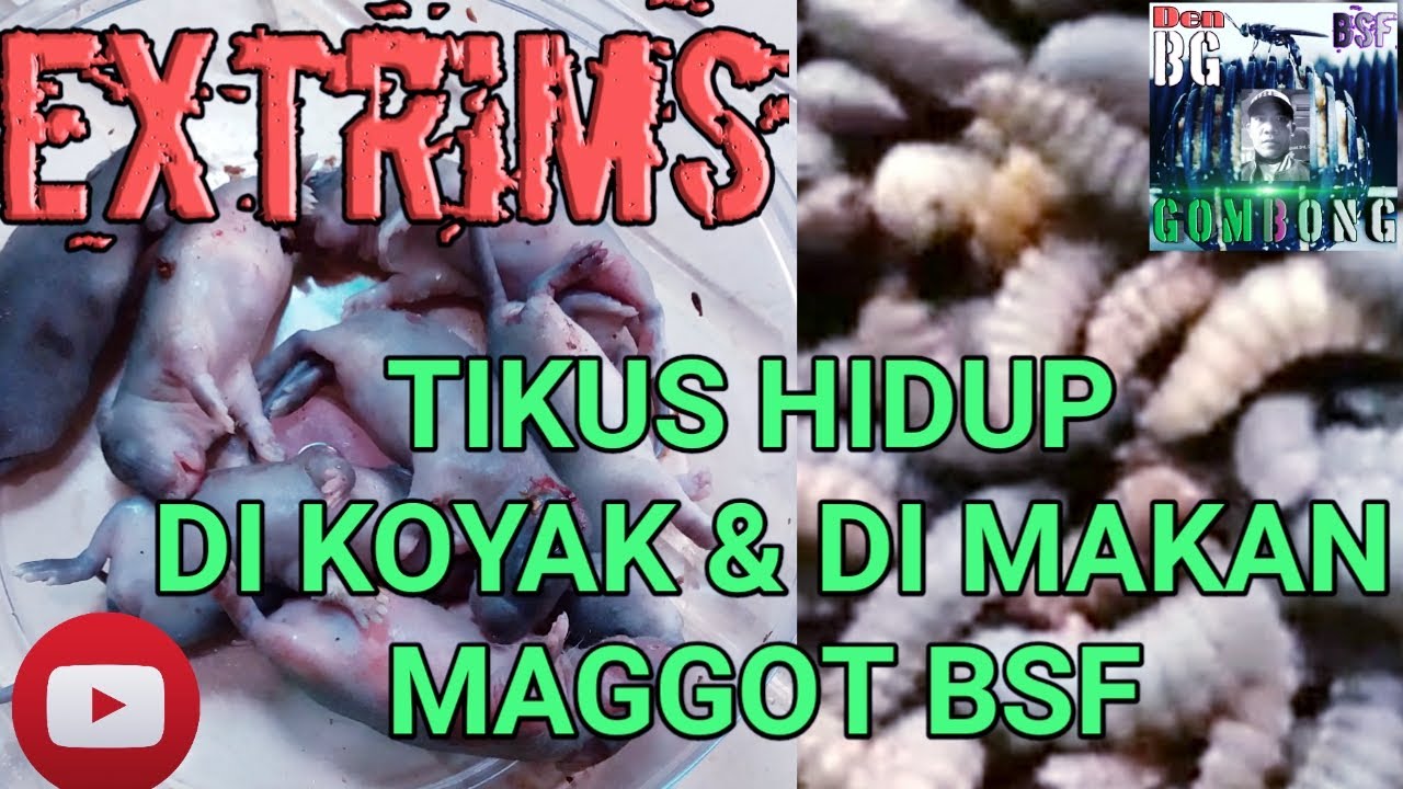 TIKUS | PREDATOR MAGGOT BSF - YouTube