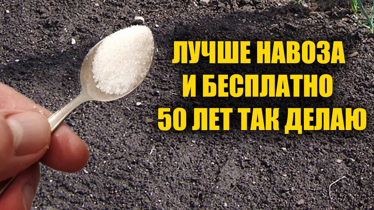 Разгадка тайны горчичного чая: польза, приготовление и многое другое ...