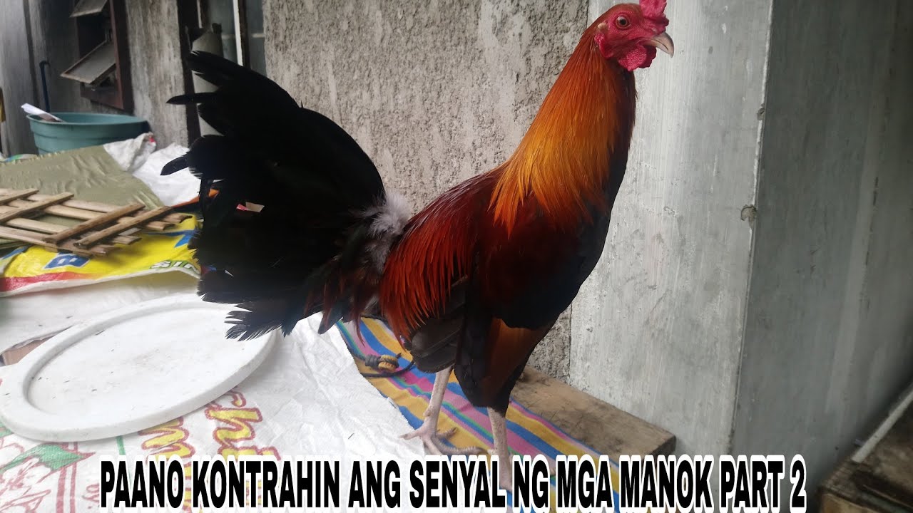PAANO KONTRAHIN ANG SENYAL NG MGA MANOK PART 2 - YouTube