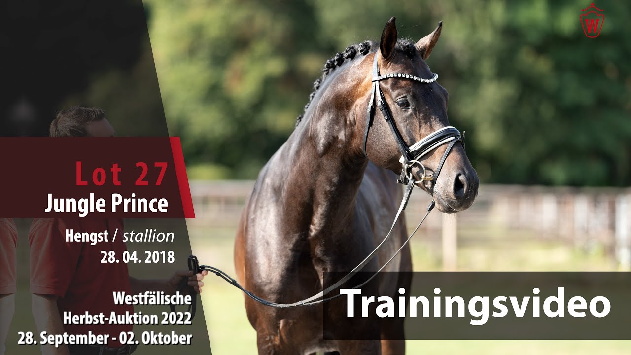 Herbst-Auktion Training Lot 27 Jungle Prince Hengst v. Johnson ...
