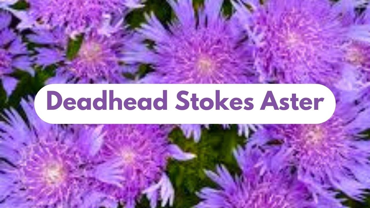 How To Deadhead Prune Stokes Aster For MORE Blooms | Stokesia Care Guide || Budget Gardening ...