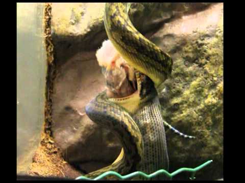 Scrub Python eats a shaved Hamster - YouTube