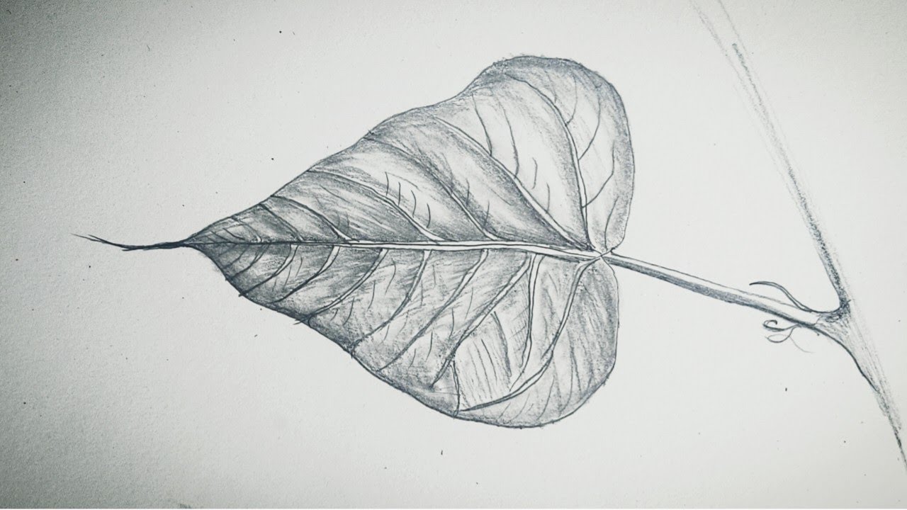 Realistic Leaf Drawing | Pencil Sketch Tutorial, (@ps7drawing ) - YouTube