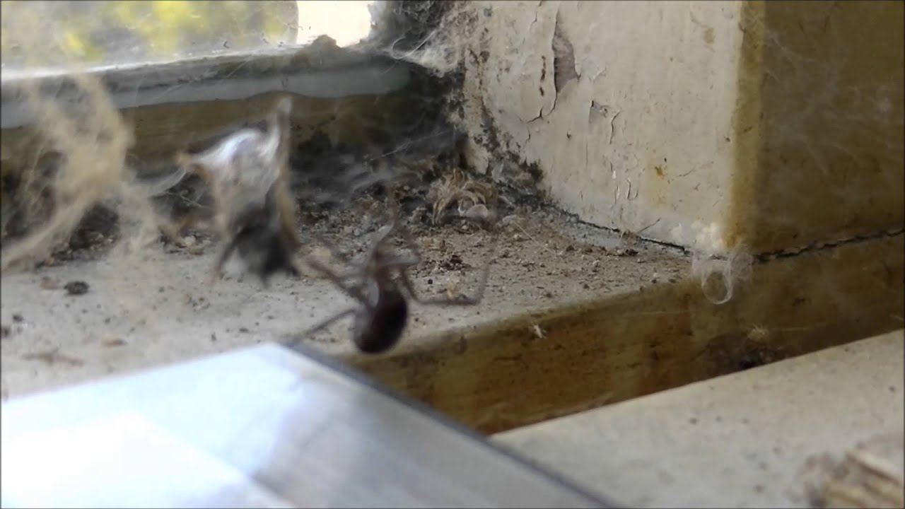 The gladiators: wasp vs spider fight. Me as referee. - YouTube