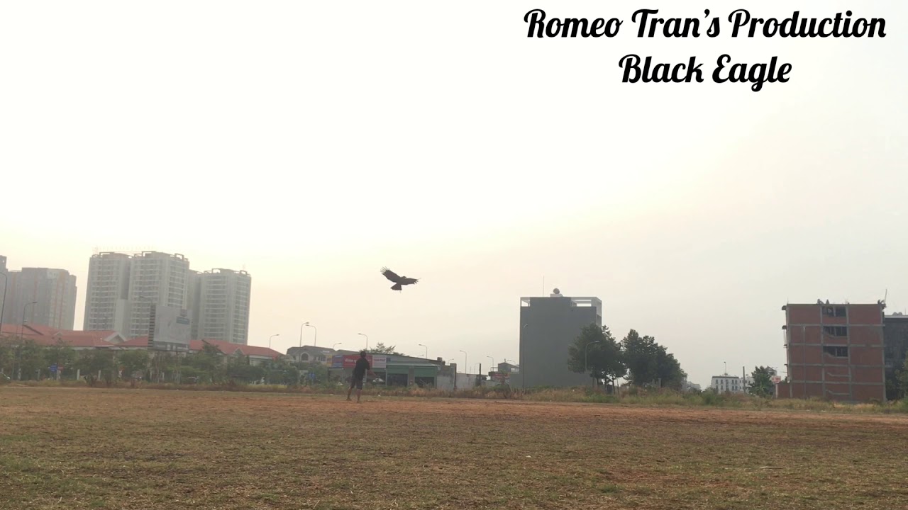 Eagle Training - YouTube