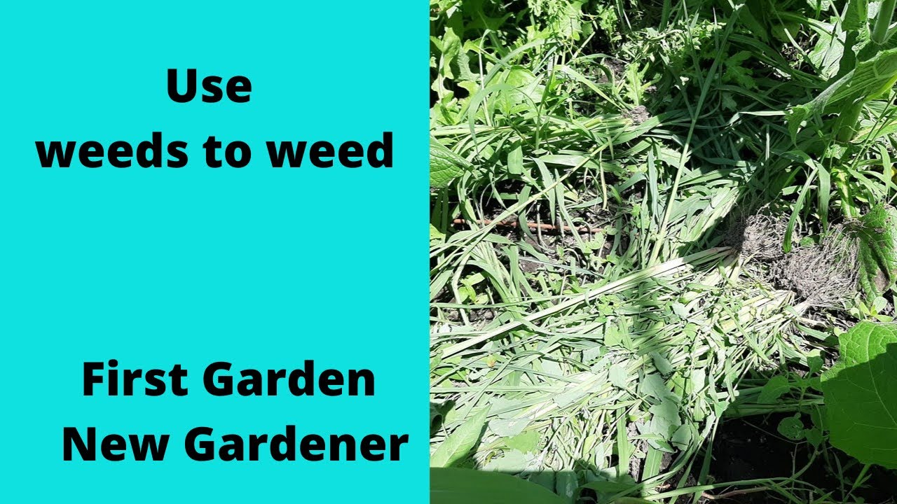Weeds for weeding - First Garden New Gardener - YouTube