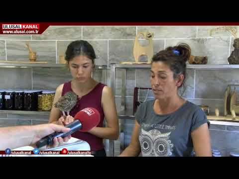 Ebabil Kuşu nasıl beslenir