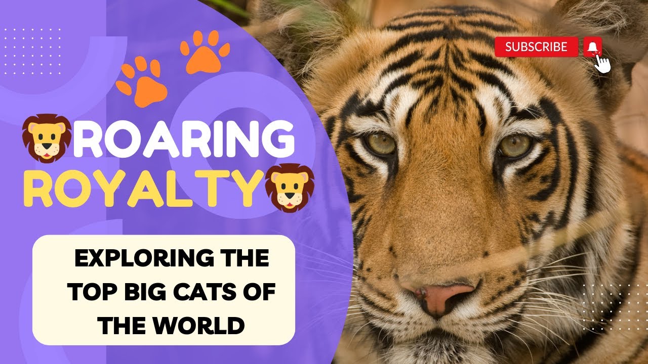 🦁Roaring Royalty 🐾 Exploring the Top Big Cats of the World 🦁 #bigcats # ...