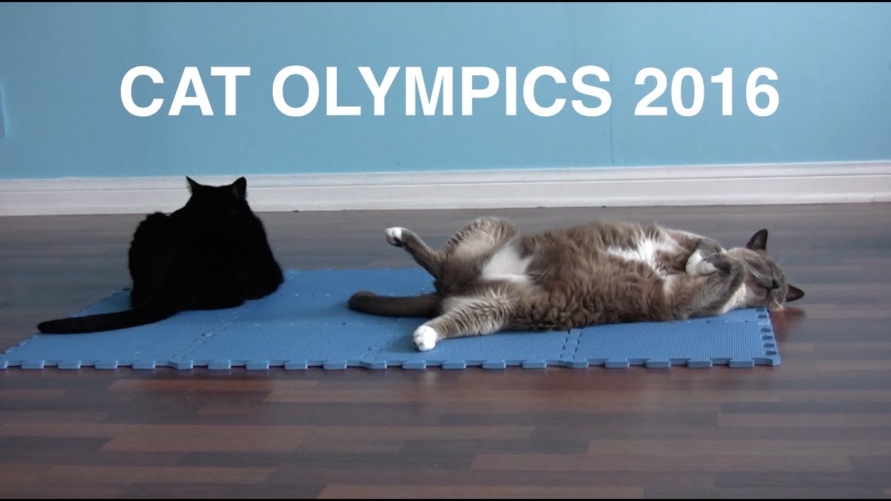 Cat Olympics 2016 - YouTube