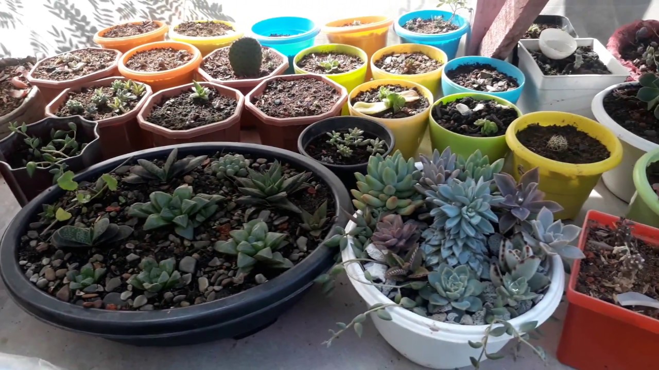 Mizo Succulent and Cactus (Khawzawl Mizoram) - YouTube