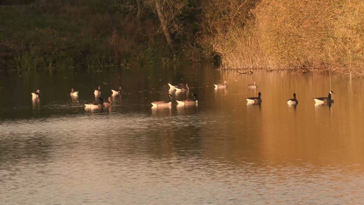 Needham Market Nature Watch - A walk around Needham Lake - YouTube