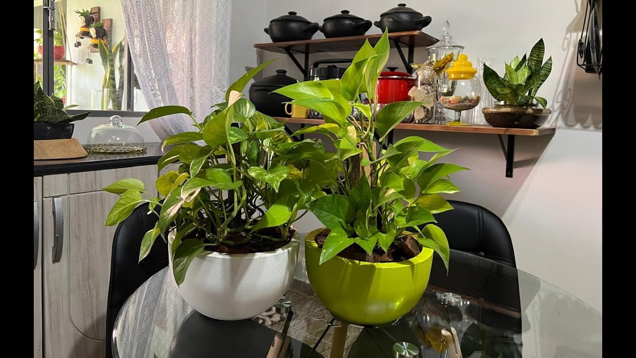 PLANTAS BEM CUIDADAS ACONTECE ISSO. JIBOIAS, PLANTAS VAIEGATAS, FLOR DE ...