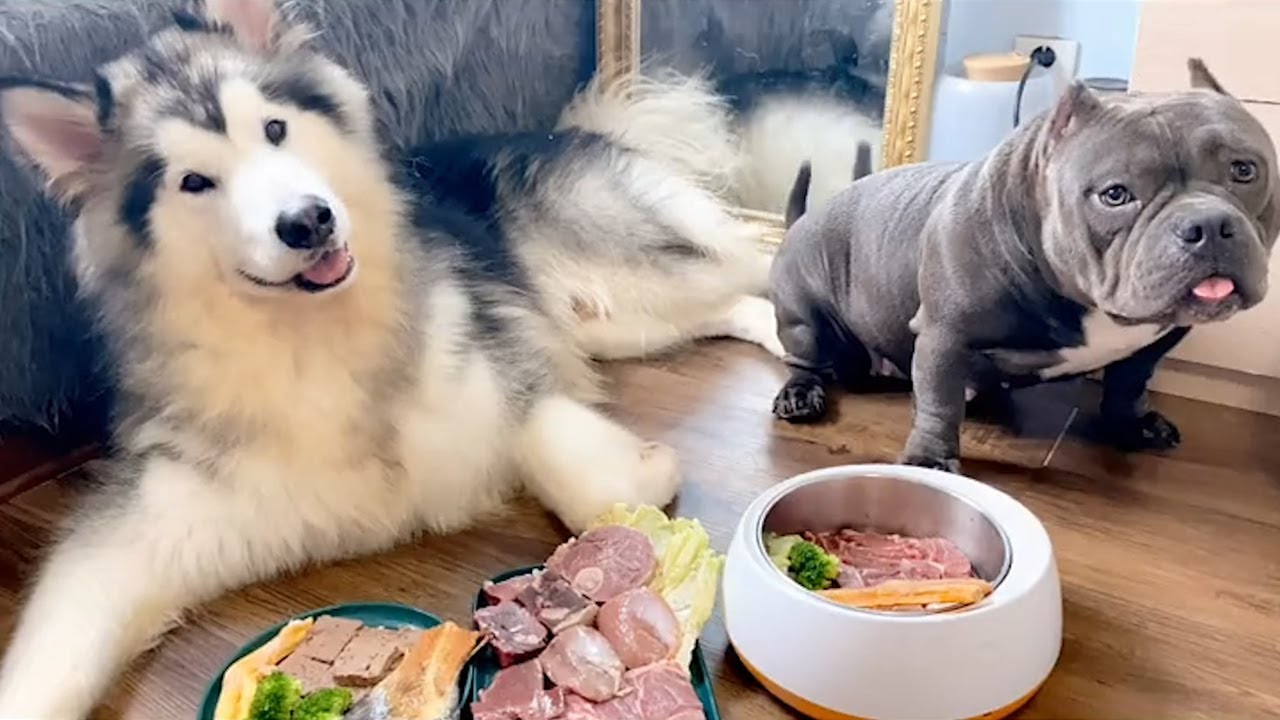 Dog Eat Asmr Relaxing Video,Dog Eating Raw Food Asmr,Dog Asmr#22 - YouTube