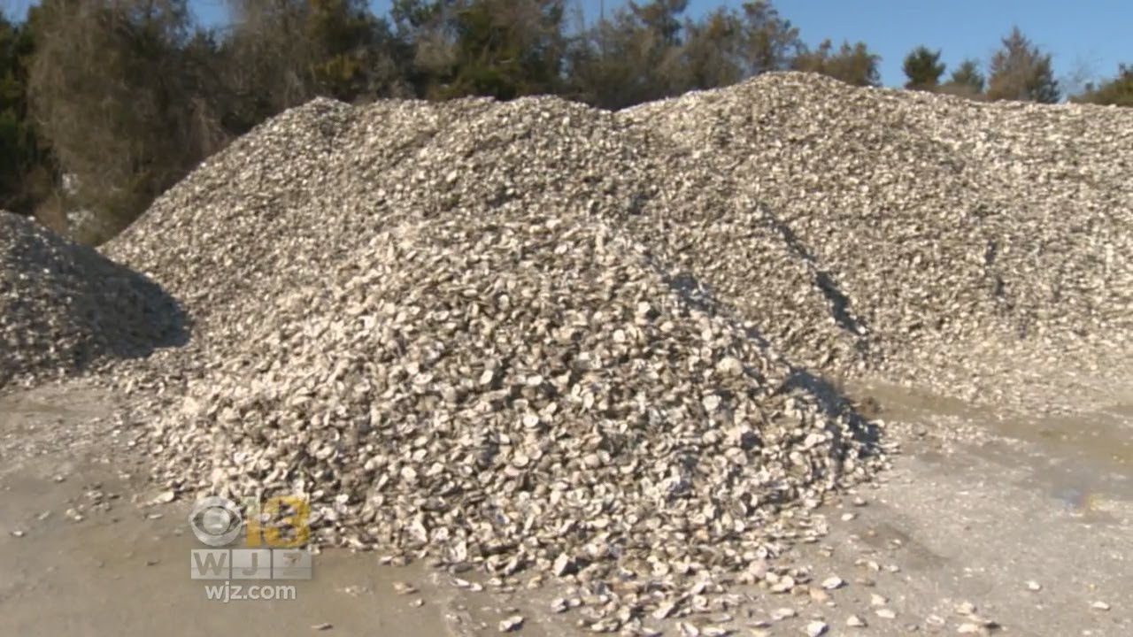 Mountains Of Recycled Oyster Shells Helping Recovery Efforts In The Bay ...