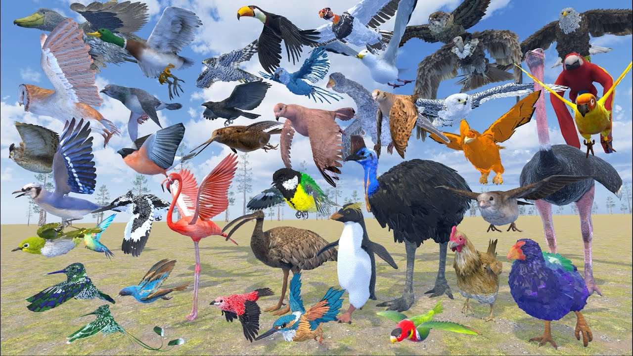 Bird Size Comparison in 3D Animation | Realistic World Data - YouTube