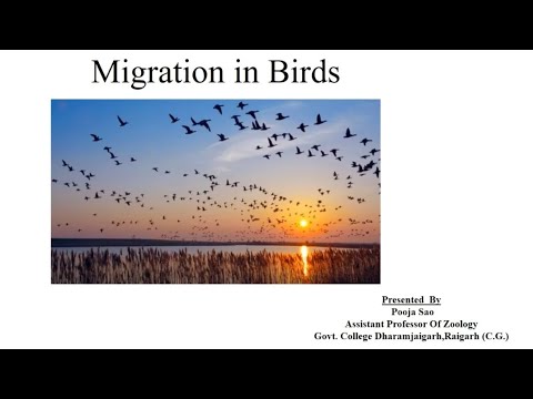 Migration In Birds |पक्षियों में प्रवास| B.Sc.I Semester By Pooja sao ...