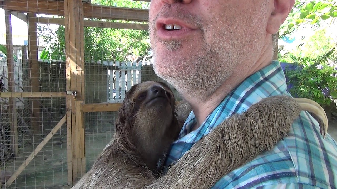 Daniel Johnson's Monkey and Sloth Hang Out , Roatan Honduras - 07 - YouTube