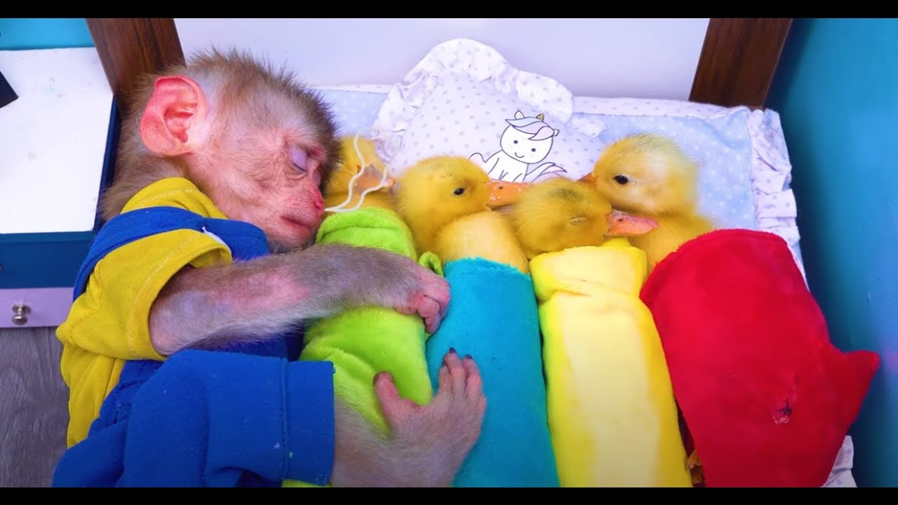 Mono KiKi cuida los patitos y ve a cosechar |MONO KIKI ESP - YouTube