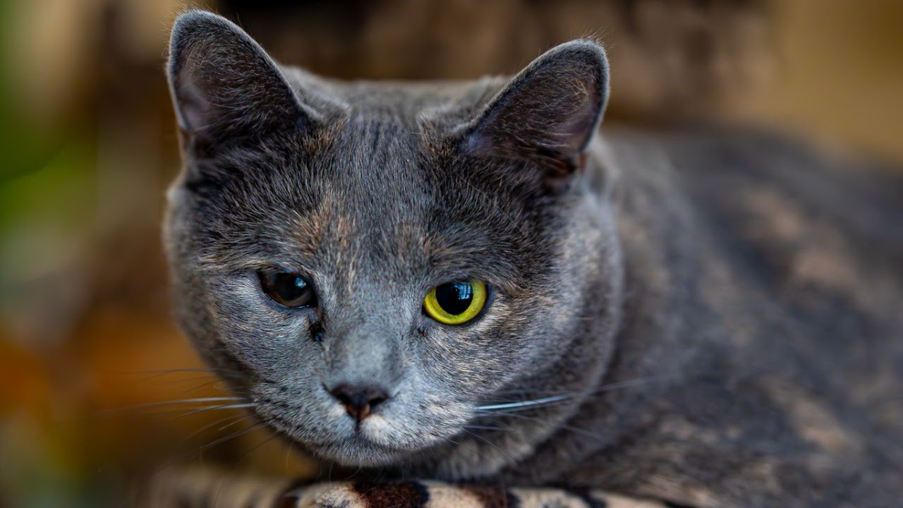 Sunday Live Stream - YouTube