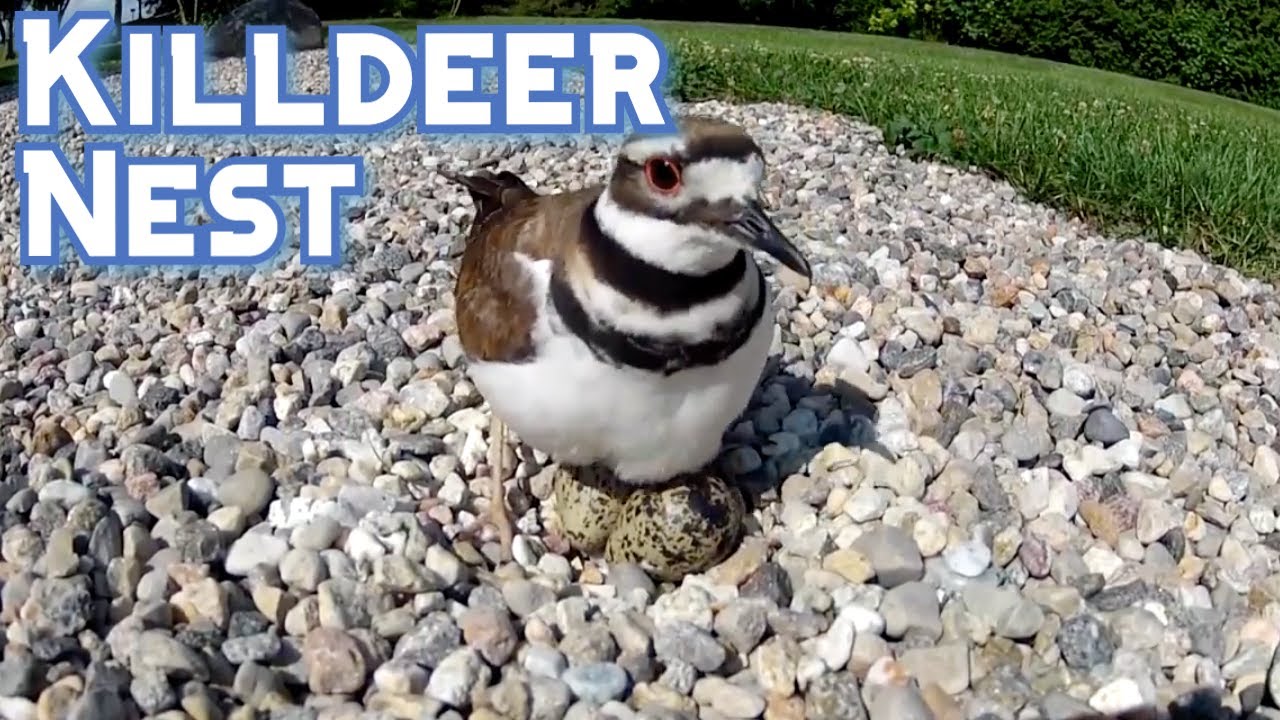 Killdeer Nest - Birds In Your Backyard - YouTube