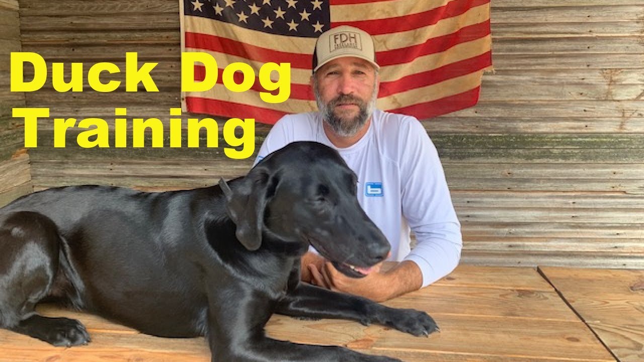 Duck Dog Training: Blinds! Georgie Vlog #10 - YouTube