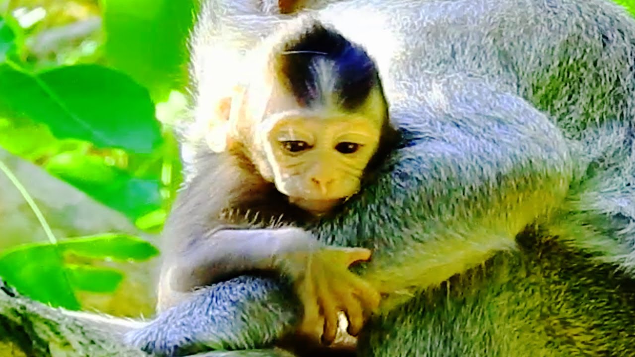 NEW UPDATE MONKEY JANE'S FAMILY 17-APRIL-2023 - YouTube