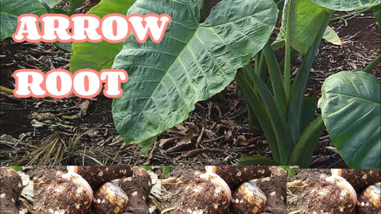 HOW TO GROW ARROW ROOT - YouTube