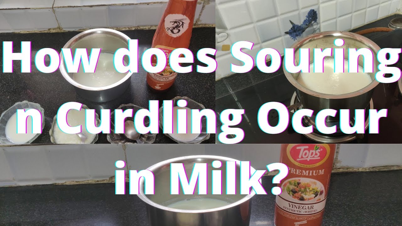 What is Souring n Curdling of Milk? - YouTube