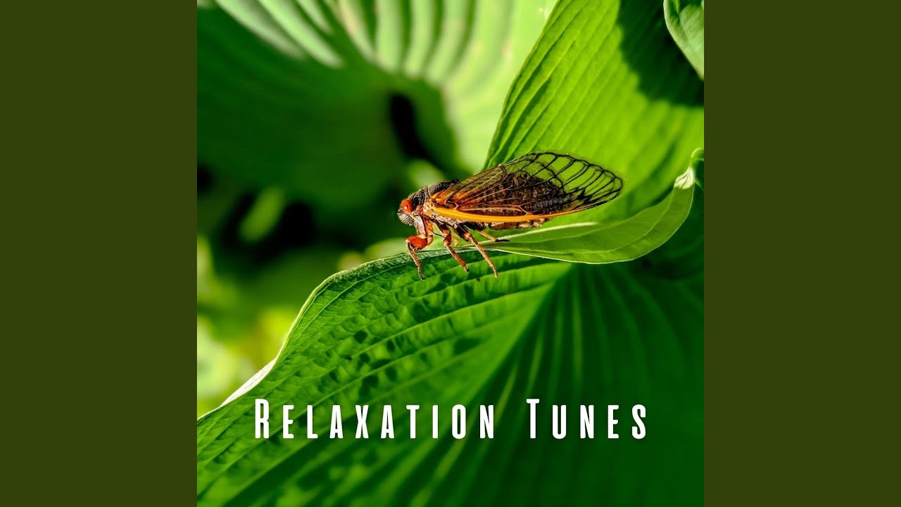Calm Insect Serenade - YouTube