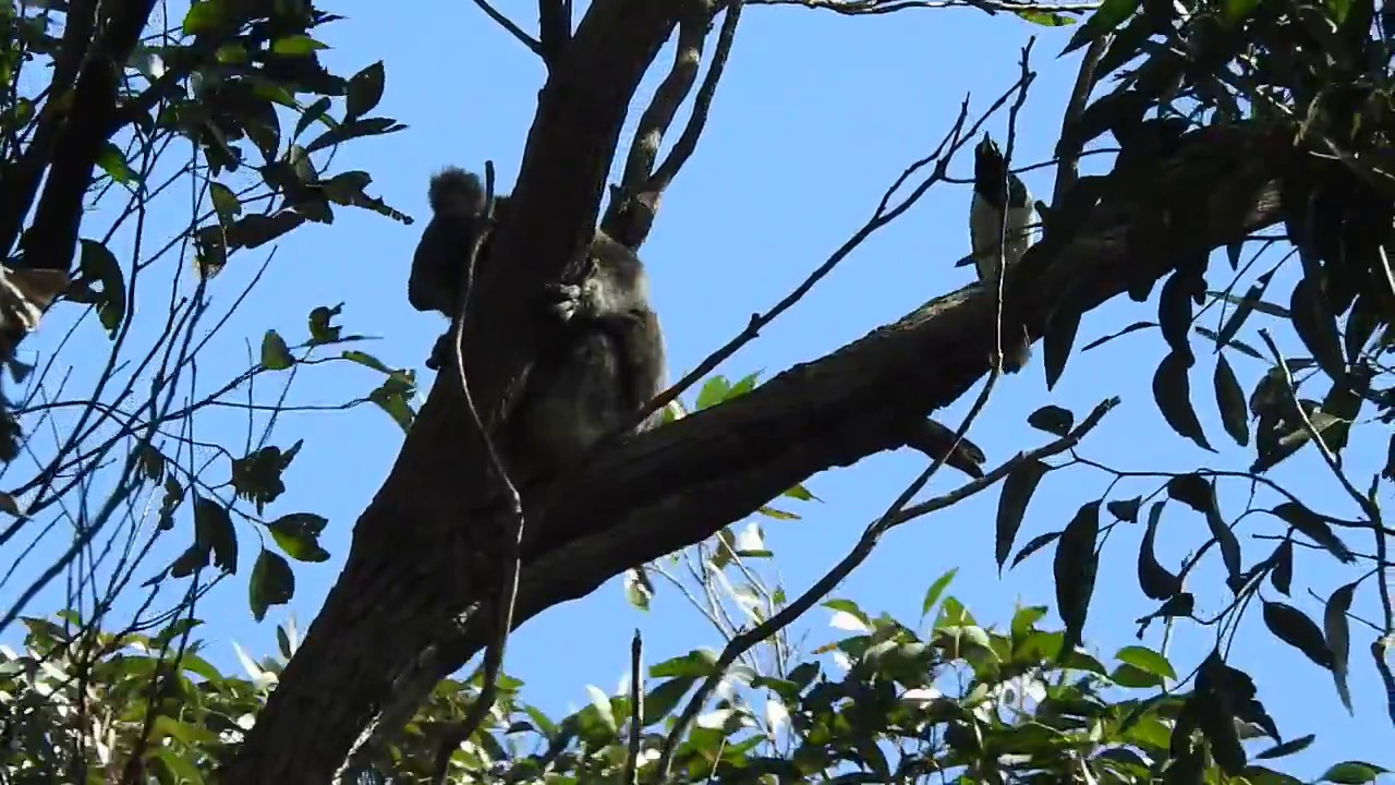 Koala under Attack - YouTube