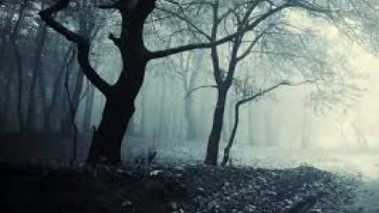 Los 7 bosques más embrujados del mundo - YouTube