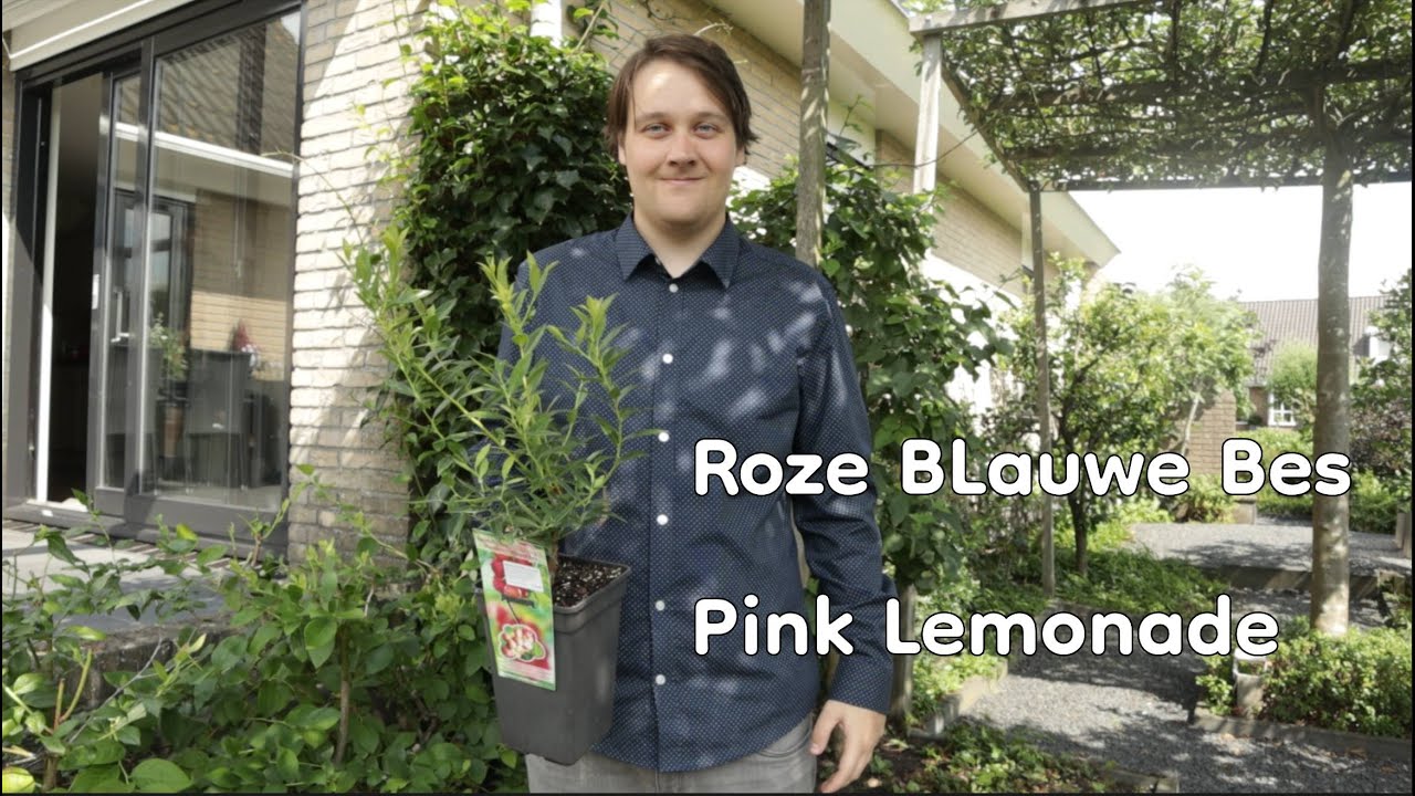 Roze Blauwe Bes Pink Lemonade - YouTube
