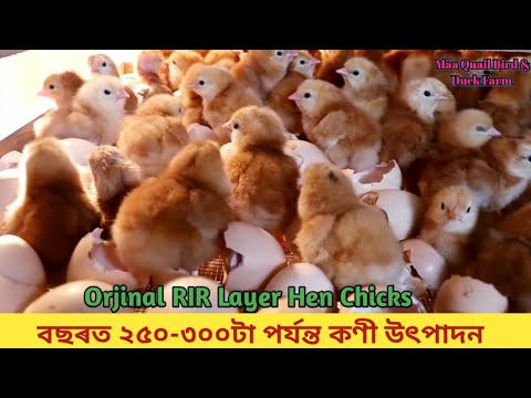 RIR লেয়াৰ মুৰ্গীৰ পোৱালি উৎপাদন || Rhode Island Red || RIR Layer Hen ...